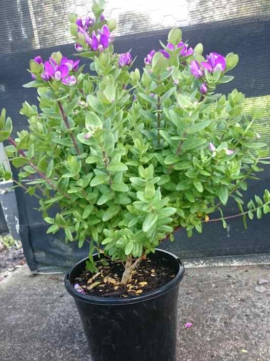 Polygala myrtifolia oppositifolia Poly Ball | Wholesale Nursery ...