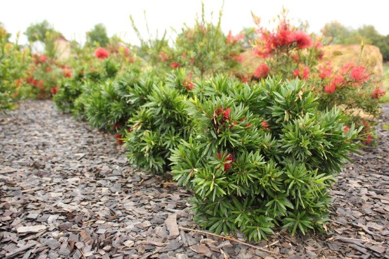 Callistemon viminalis Green John PBR | Wholesale Nursery - Nurseries in ...