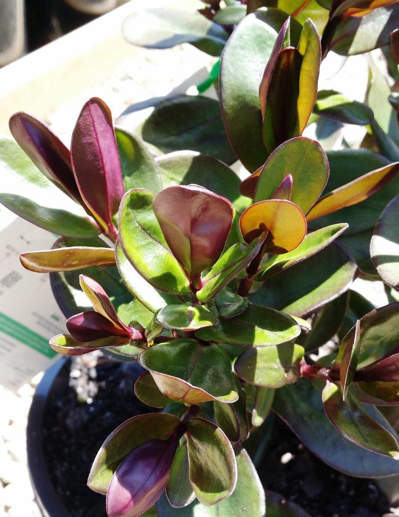 Hebe hybrida Santa Monica | Wholesale Nursery - Nurseries in Melbourne ...