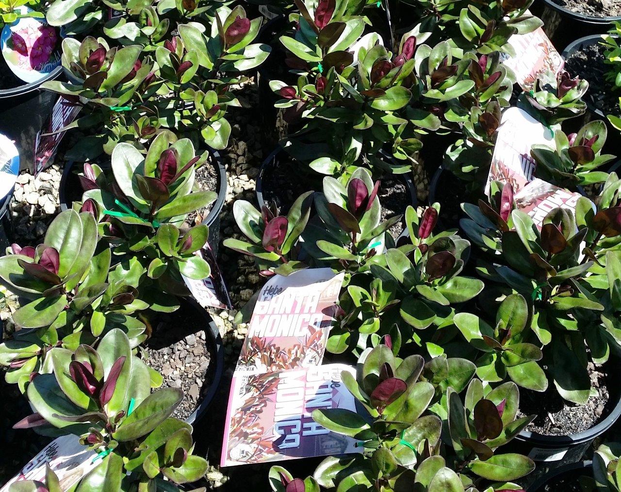 Hebe hybrida Santa Monica | Wholesale Nursery - Nurseries in Melbourne ...