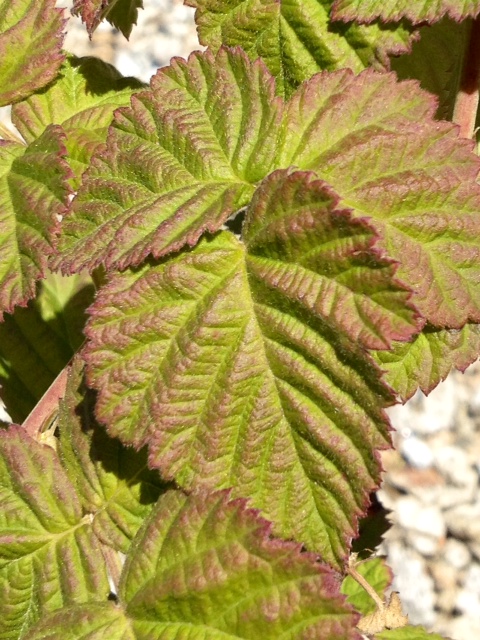 Rubus loganobaccus | Wholesale Nursery - Nurseries in Melbourne ...