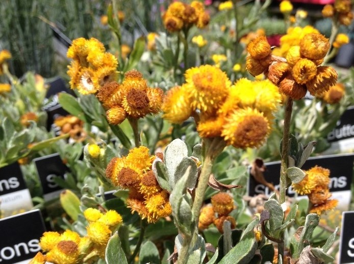 Chrysocephalum apiculatum Sun Buttons | Wholesale Nursery - Nurseries ...