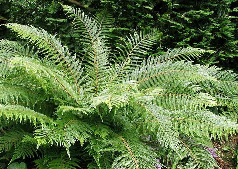 Polystichum proliferum | Wholesale Nursery - Nurseries in Melbourne ...