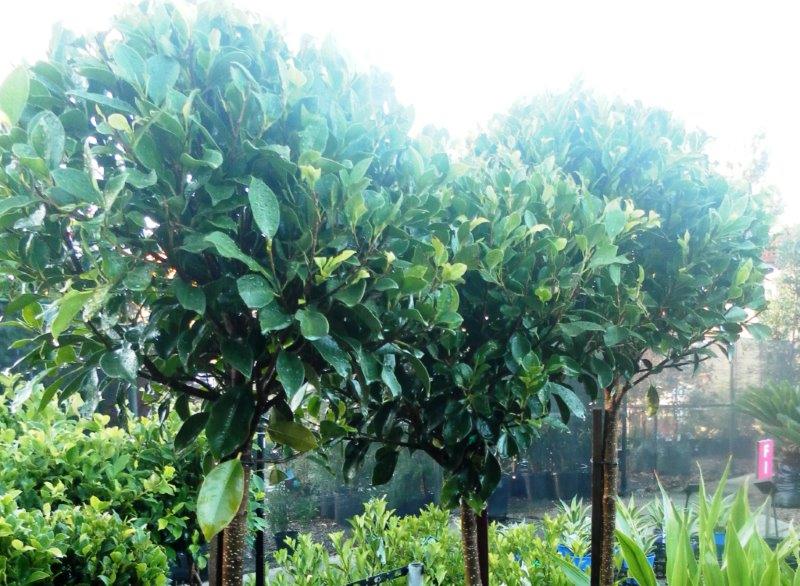 Ficus microcarpa hillii Emerald | Wholesale Nursery - Nurseries in ...