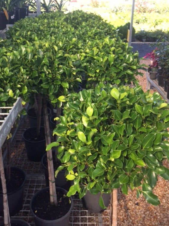 Ficus microcarpa hillii Emerald | Wholesale Nursery - Nurseries in ...