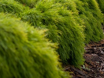 Acacia cognata Limelight | Wholesale Nursery - Nurseries in Melbourne ...