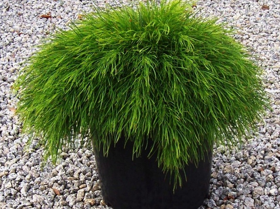 Acacia cognata Limelight | Wholesale Nursery - Nurseries in Melbourne ...