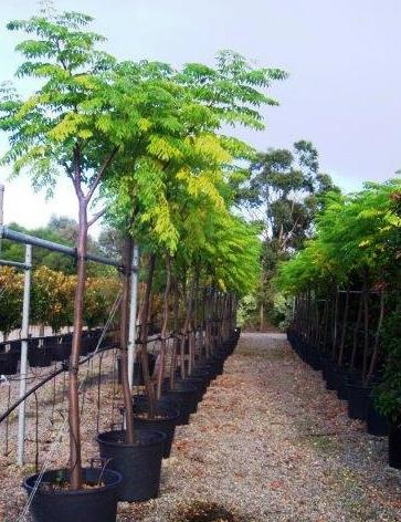 Melia azedarach | Wholesale Nursery - Nurseries in Melbourne & Brisbane ...