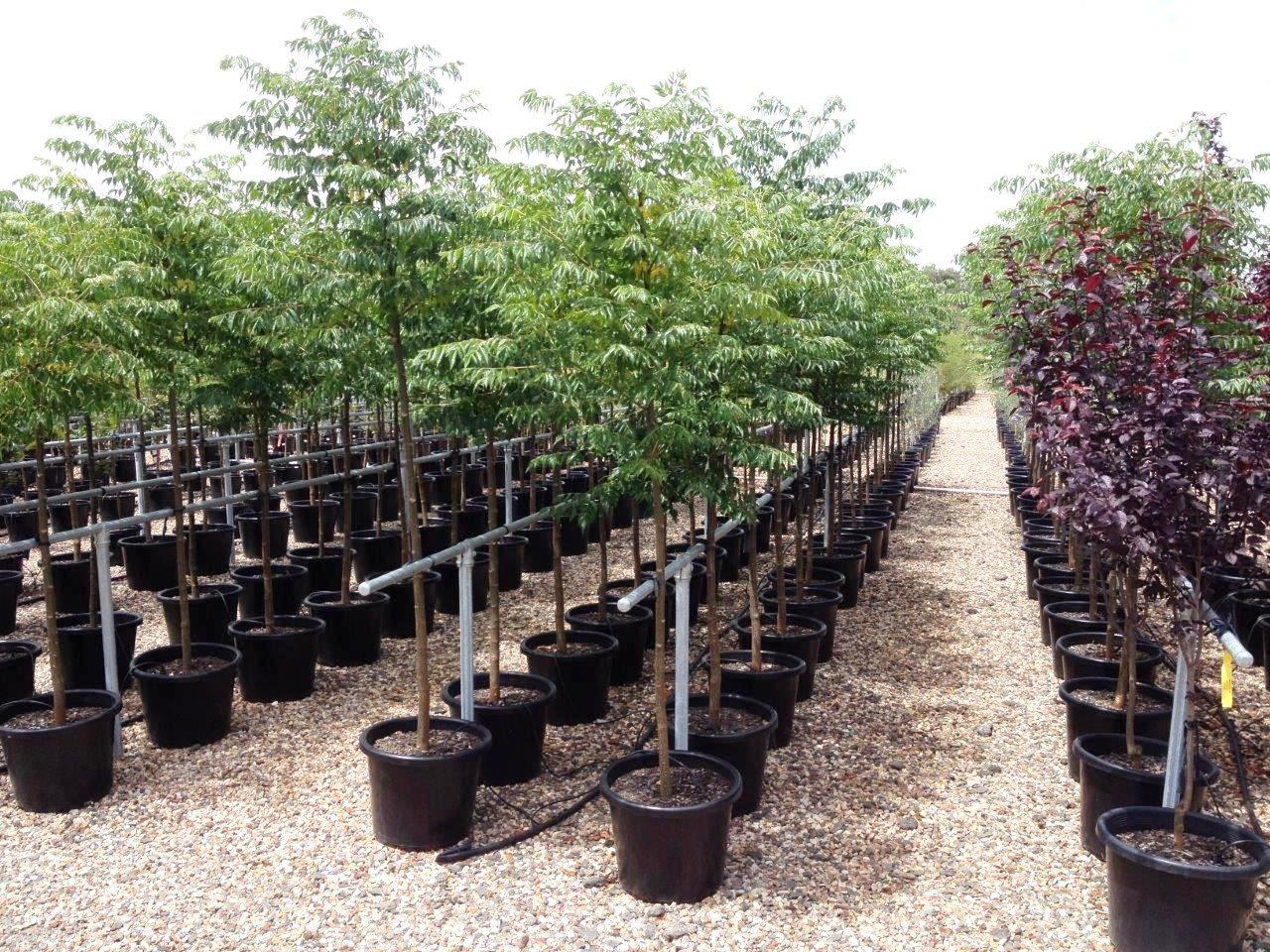 Melia azedarach | Wholesale Nursery - Nurseries in Melbourne & Brisbane ...