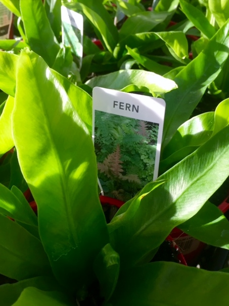 Asplenium antiquum Leslie | Wholesale Nursery - Nurseries in Melbourne ...