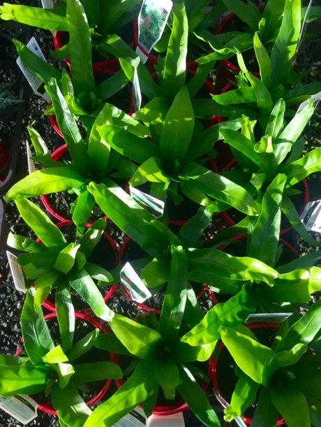 Asplenium antiquum Leslie | Wholesale Nursery - Nurseries in Melbourne ...