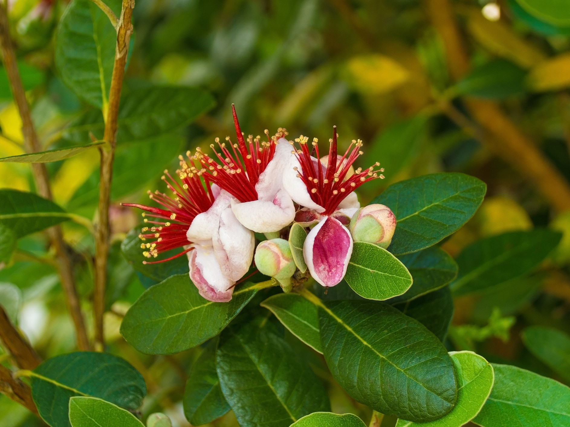 Acca sellowiana | Wholesale Nursery - Nurseries in Melbourne & Brisbane ...