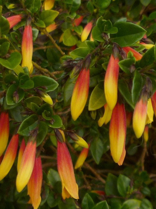 Jacobinia pauciflora | Wholesale Nursery - Nurseries in Melbourne ...
