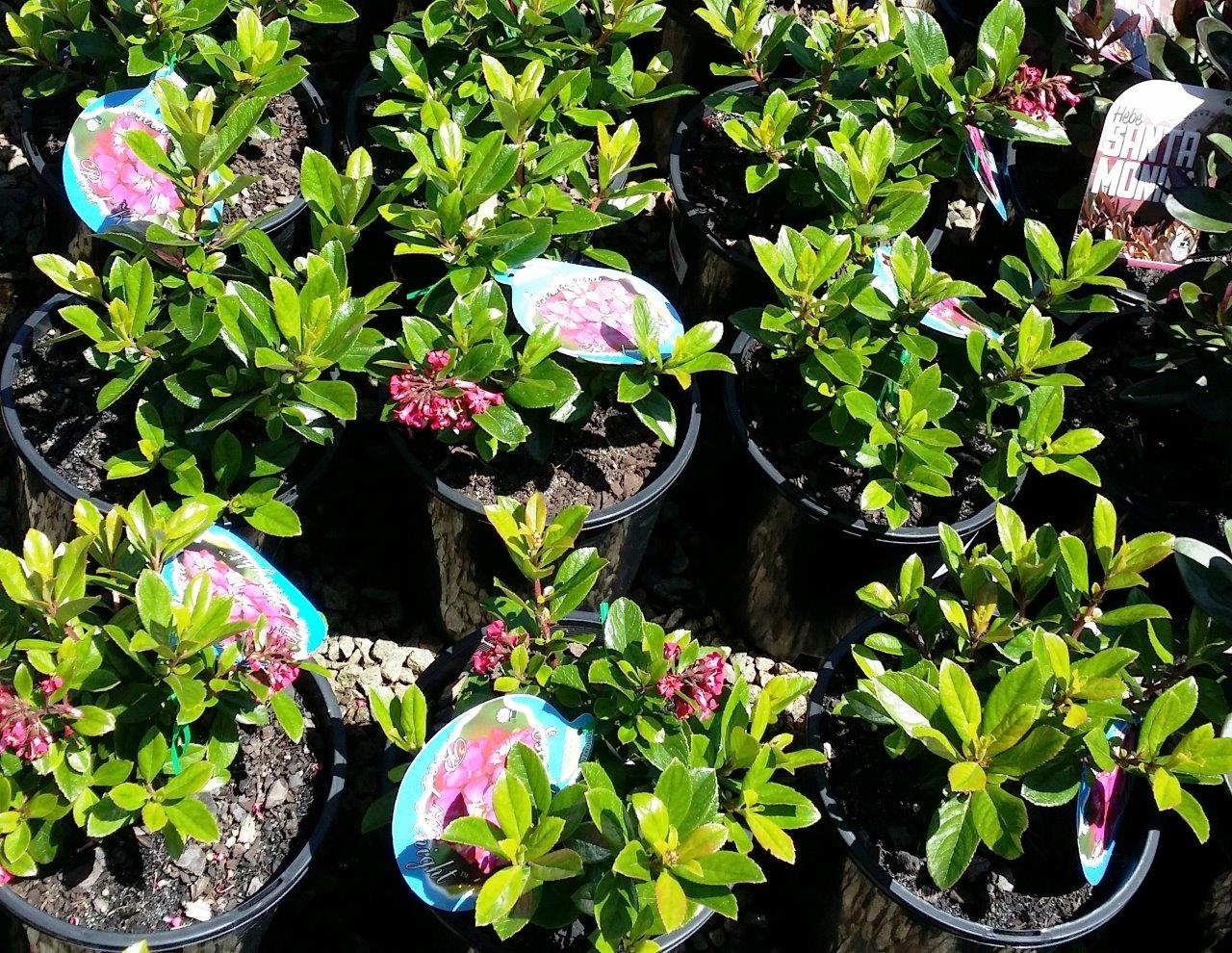 Escallonia langleyensis Red Knight | Wholesale Nursery - Nurseries in ...