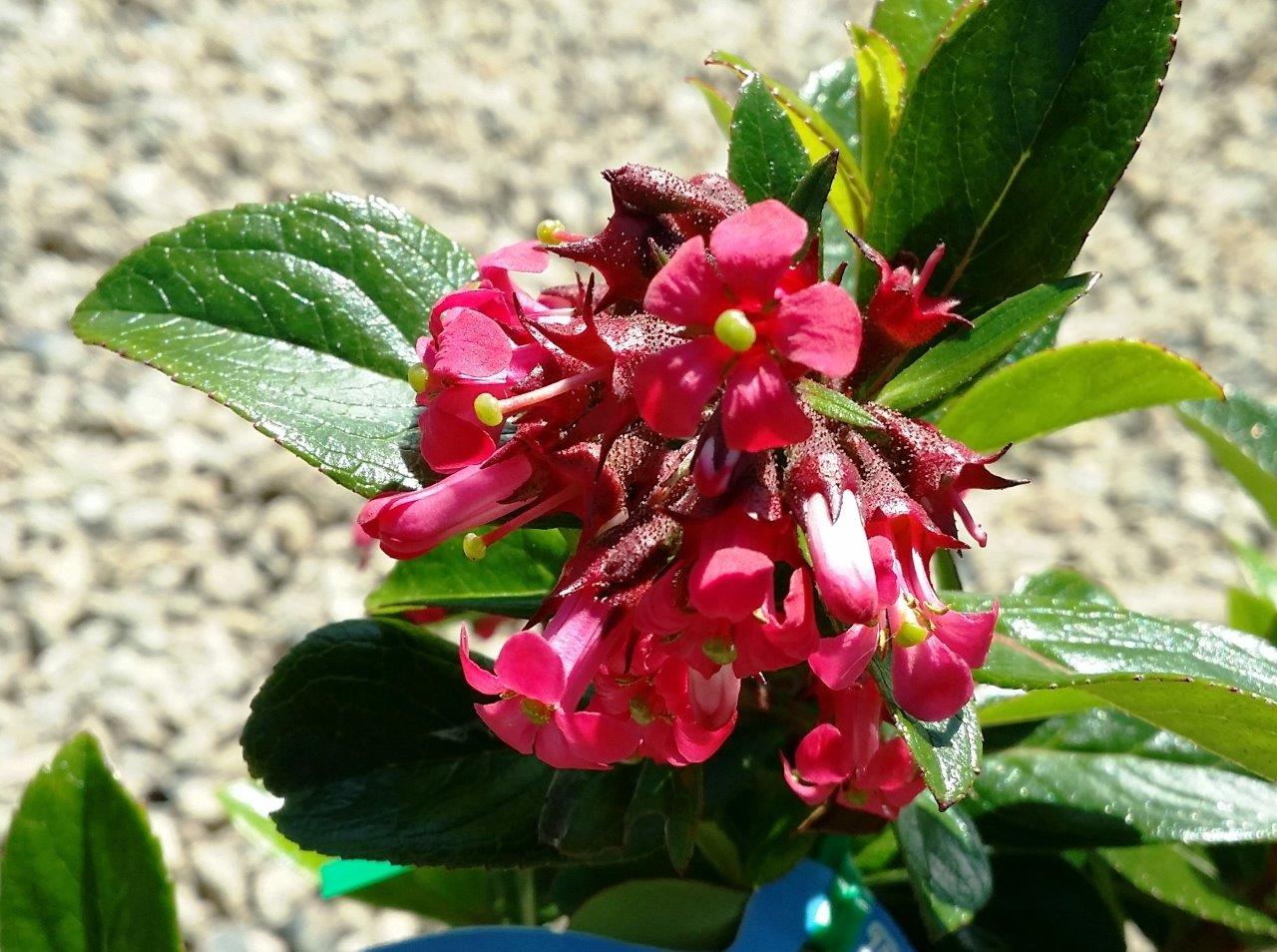 Escallonia langleyensis Red Knight | Wholesale Nursery - Nurseries in ...