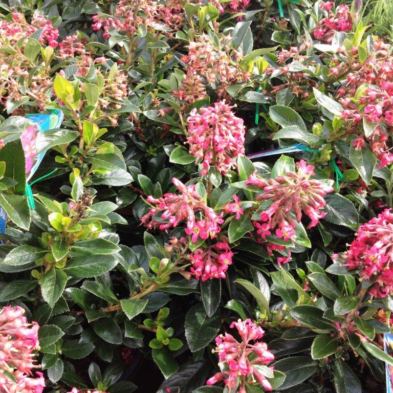 Escallonia langleyensis Red Knight | Wholesale Nursery - Nurseries in ...
