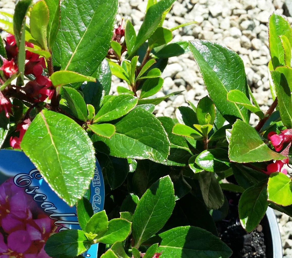 Escallonia langleyensis Red Knight | Wholesale Nursery - Nurseries in ...