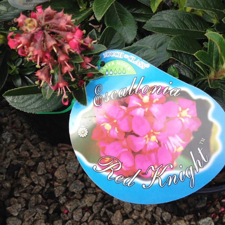 Escallonia langleyensis Red Knight | Wholesale Nursery - Nurseries in ...