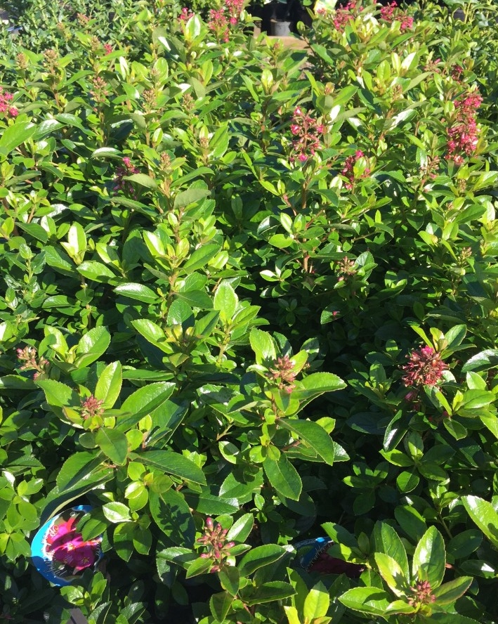 Escallonia langleyensis Red Knight | Wholesale Nursery - Nurseries in ...