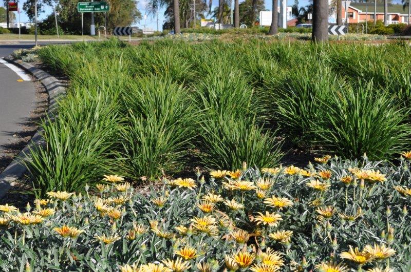 Dianella caerulea Streetscape | Wholesale Nursery - Nurseries in ...