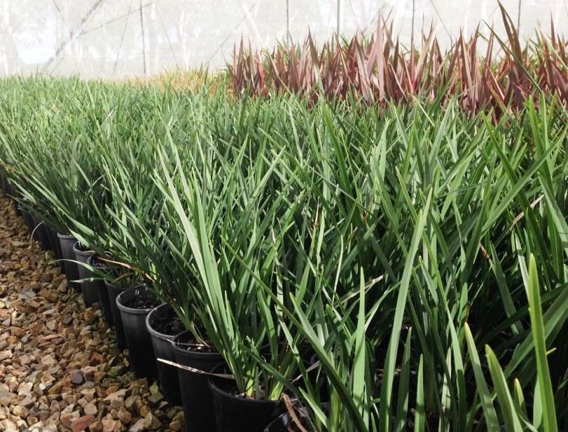 Dianella caerulea Streetscape | Wholesale Nursery - Nurseries in ...