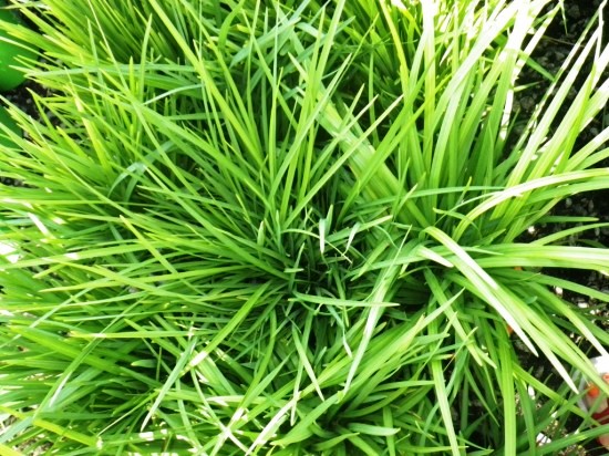 Dianella caerulea Streetscape | Wholesale Nursery - Nurseries in ...