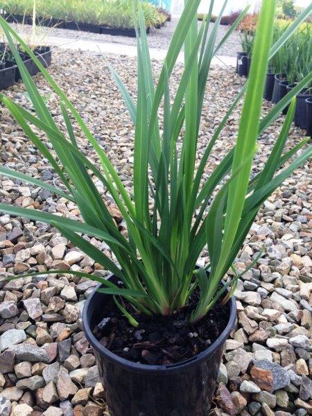 Dianella caerulea Streetscape | Wholesale Nursery - Nurseries in ...