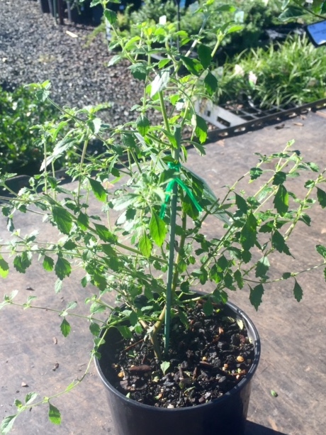 Prostanthera incisa | Wholesale Nursery - Nurseries in Melbourne ...