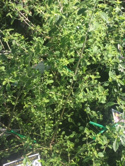 Prostanthera incisa | Wholesale Nursery - Nurseries in Melbourne ...