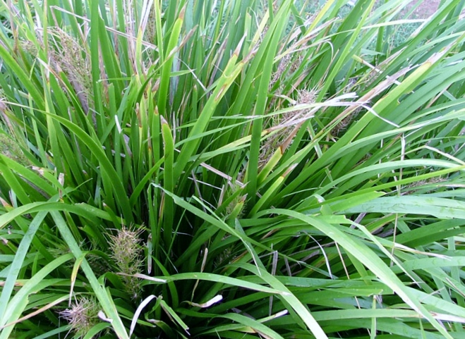 Lomandra hystrix | Wholesale Nursery - Nurseries in Melbourne ...