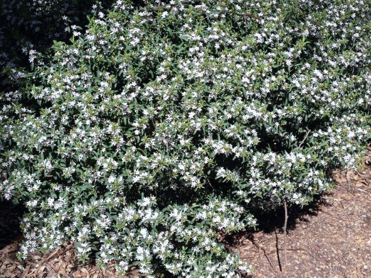 Philotheca myoporoides | Wholesale Nursery - Nurseries in Melbourne ...