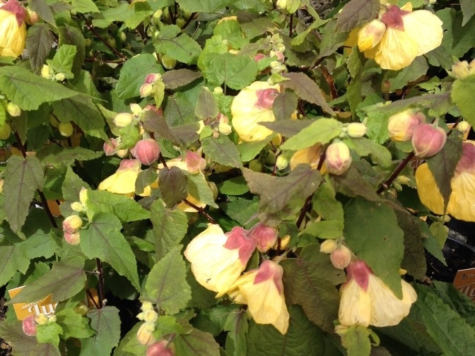 Abutilon hybrida Lucky Lantern Yellow | Wholesale Nursery - Nurseries ...