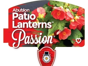 Abutilon hybrida Patio Lanterns Passion | Wholesale Nursery - Nurseries ...