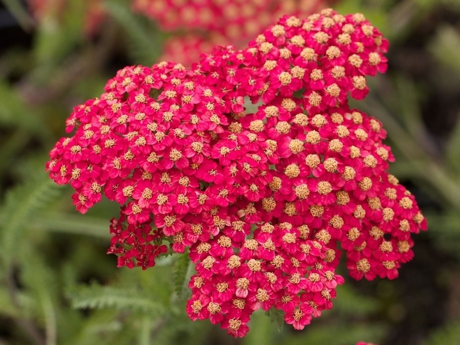 Achillea millefolium The Beacon | Wholesale Nursery - Nurseries in ...