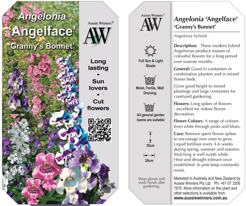 Angelonia angustifolia Angelface Sky Blue | Wholesale Nursery ...