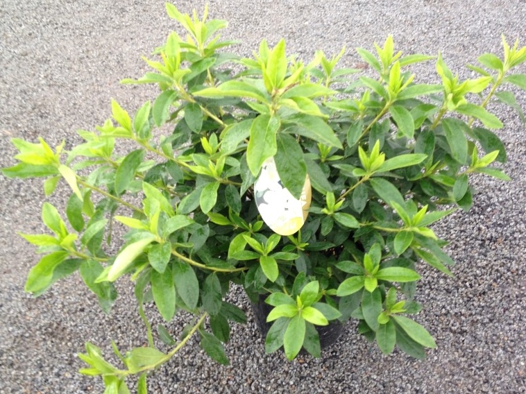 Azalea hybrida Ultimate White | Wholesale Nursery - Nurseries in ...