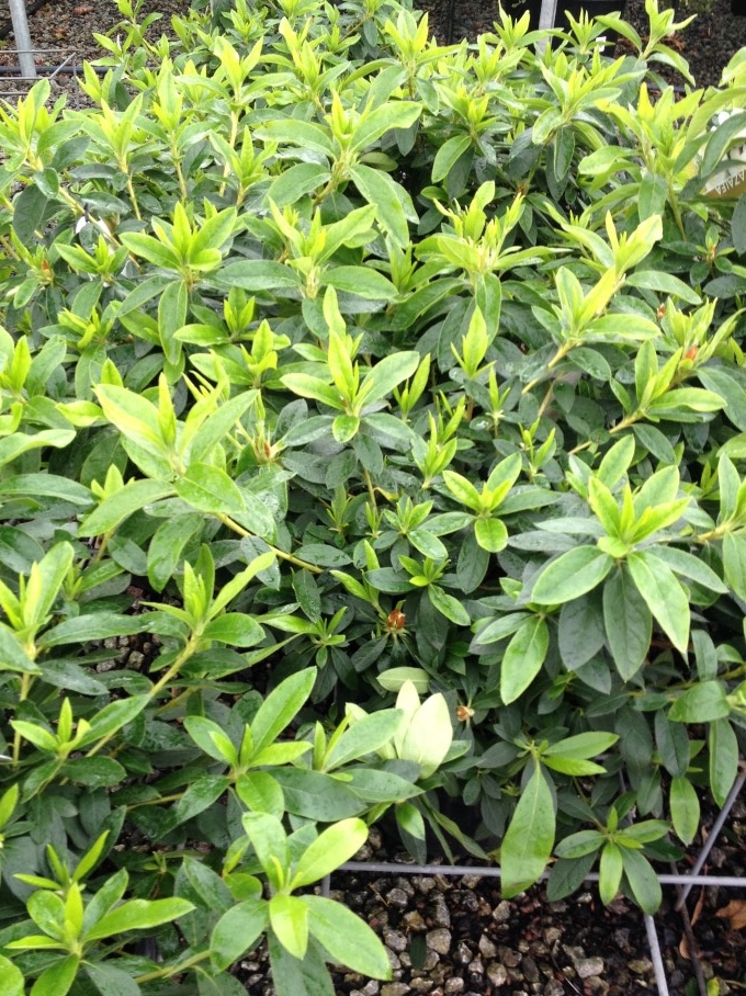 Azalea hybrida Ultimate White | Wholesale Nursery - Nurseries in ...