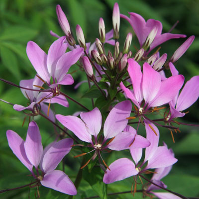 Cleome hybrida Senorita Rosalita | Wholesale Nursery - Nurseries in ...