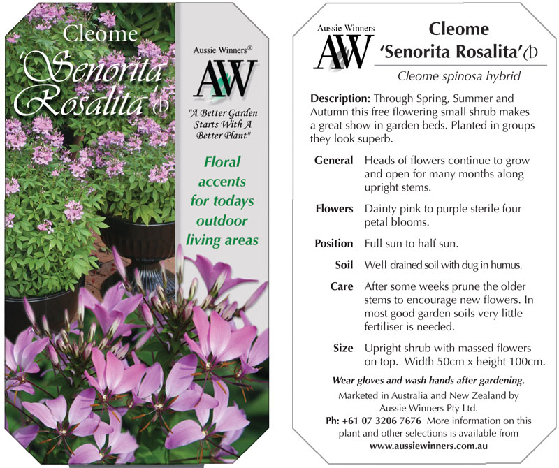 Cleome hybrida Senorita Rosalita | Wholesale Nursery - Nurseries in ...