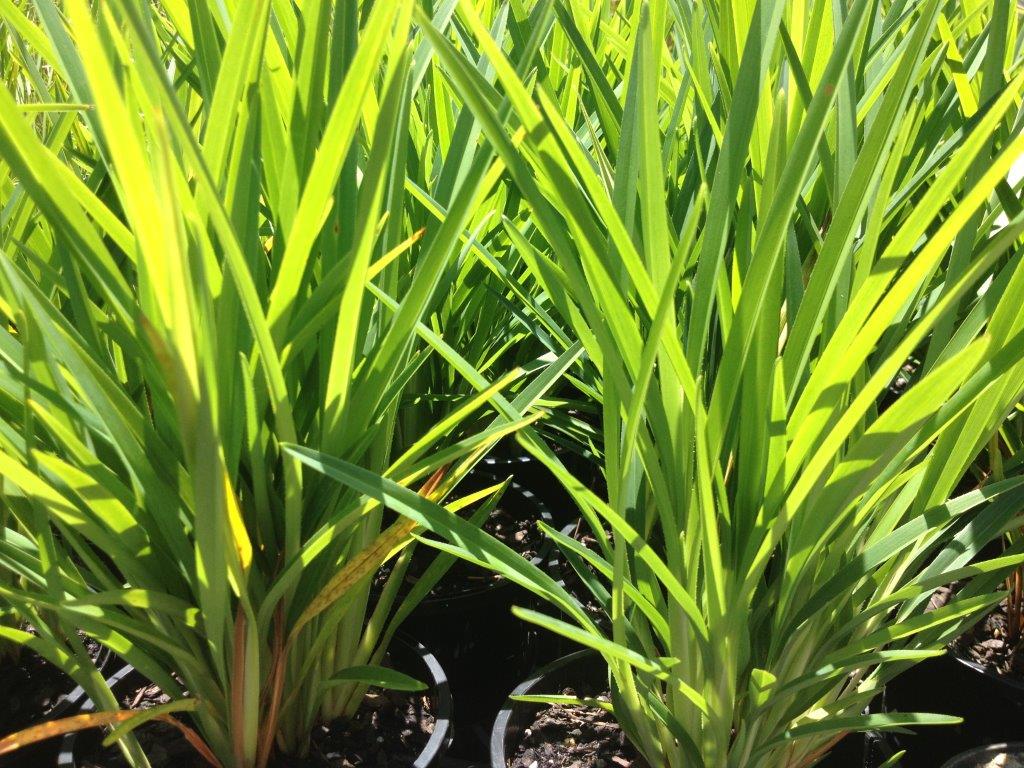 Dianella caerulea Manifesto | Wholesale Nursery - Nurseries in ...