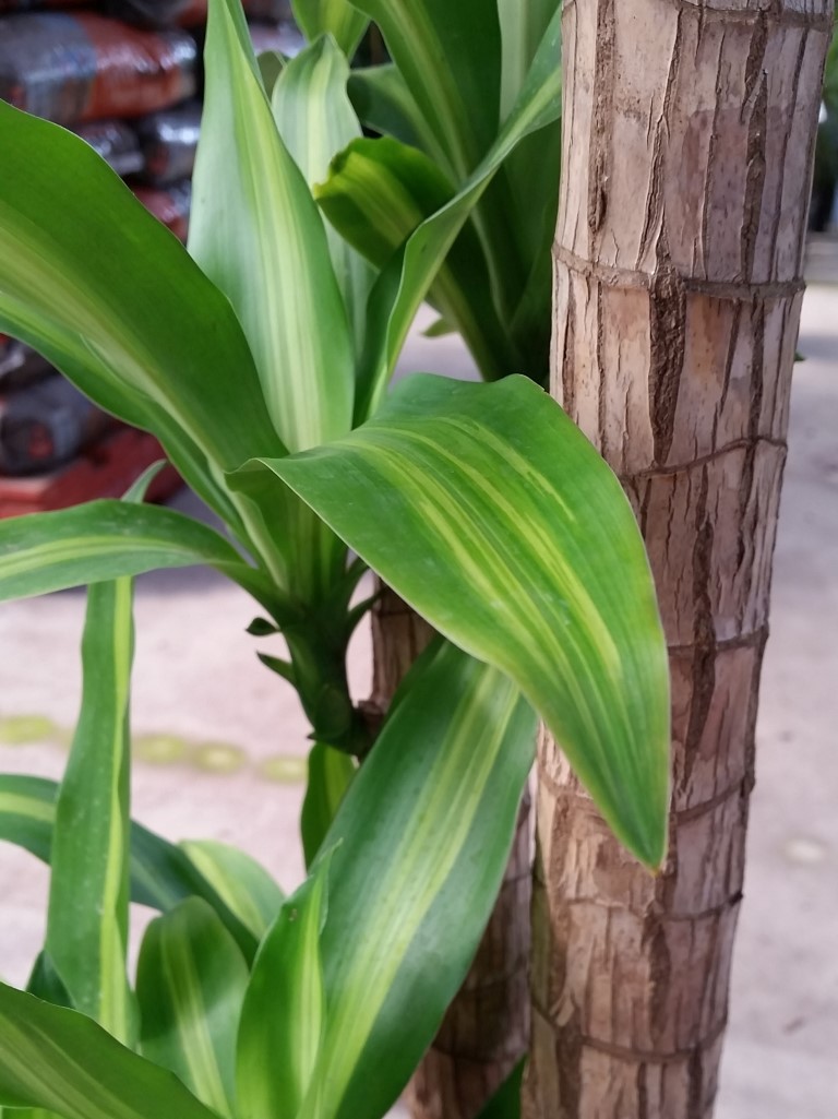 Dracaena fragrans | Wholesale Nursery - Nurseries in Melbourne ...