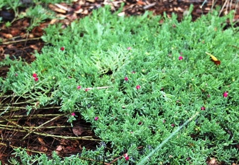 Enchylaena tomentosa | Wholesale Nursery - Nurseries in Melbourne ...