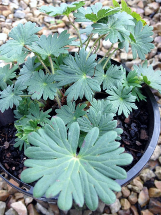 Geranium sanguineum Vision Violet | Wholesale Nursery - Nurseries in ...