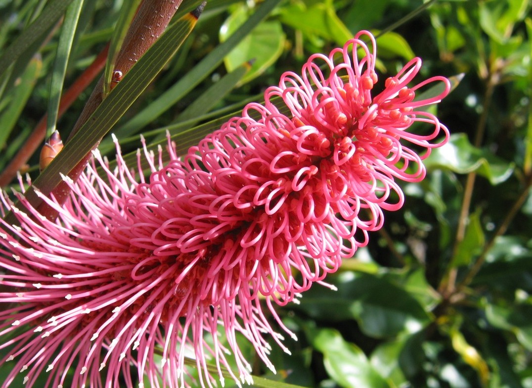 Hakea francisiana | Wholesale Nursery - Nurseries in Melbourne ...