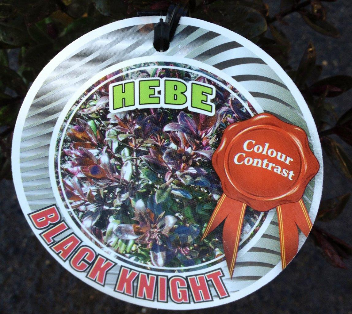 Hebe hybrida Black Knight | Wholesale Nursery - Nurseries in Melbourne ...