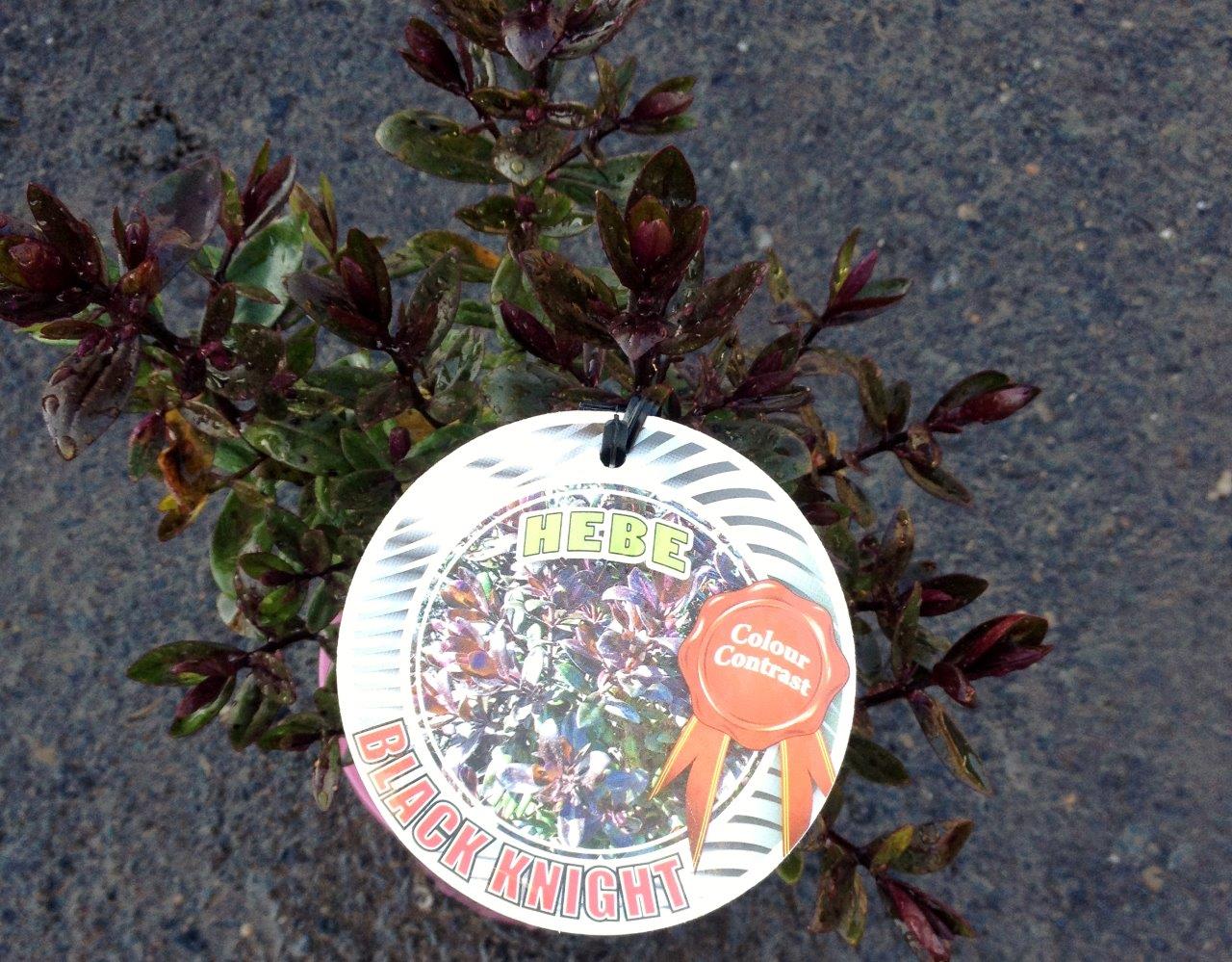Hebe hybrida Black Knight | Wholesale Nursery - Nurseries in Melbourne ...
