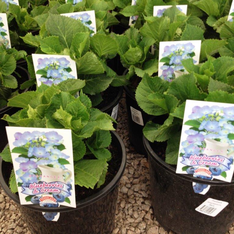 Hydrangea macrophylla Blueberries And Cream | Wholesale Nursery ...
