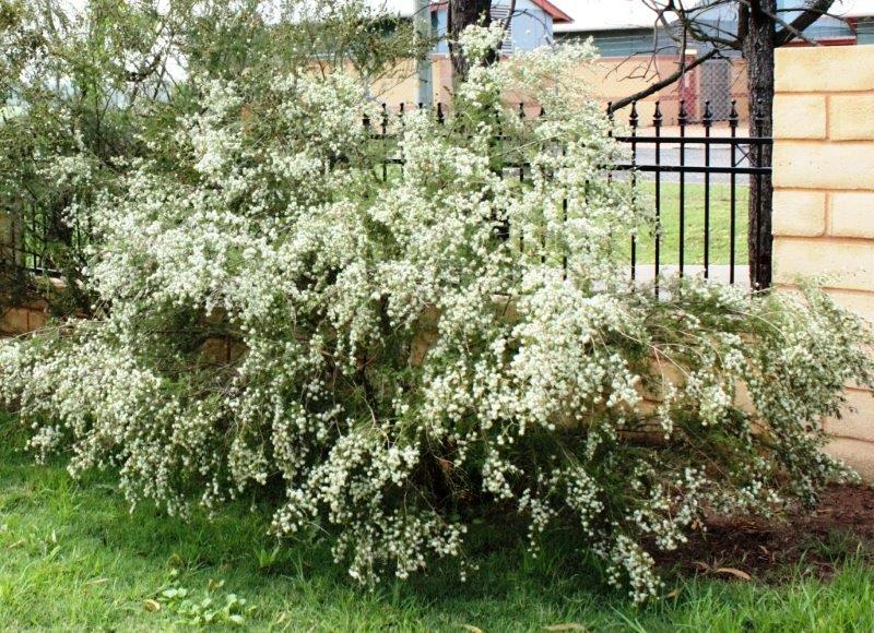 Kunzea ambigua Rivan | Wholesale Nursery - Nurseries in Melbourne ...