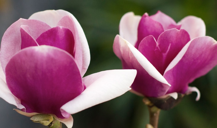 Magnolia hybrida Cameo | Wholesale Nursery - Nurseries in Melbourne ...