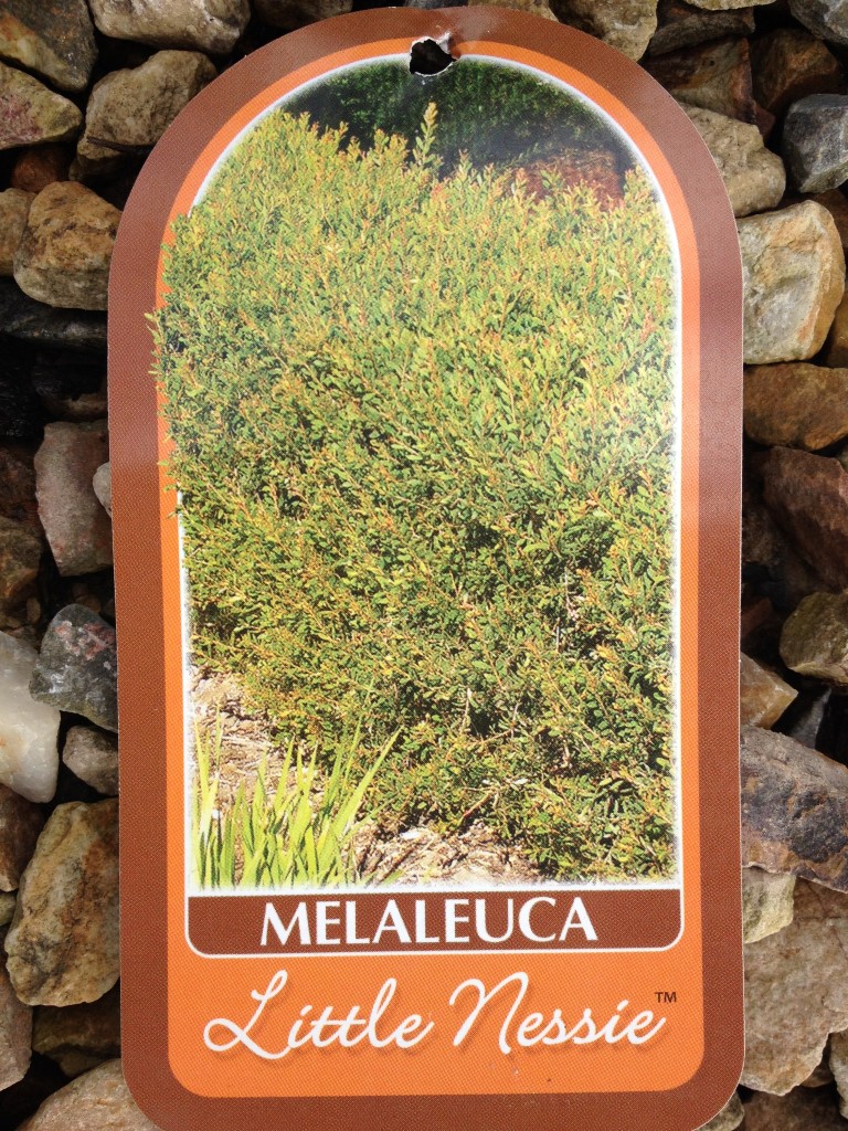 Melaleuca nesophila Little Nessie | Wholesale Nursery - Nurseries in ...